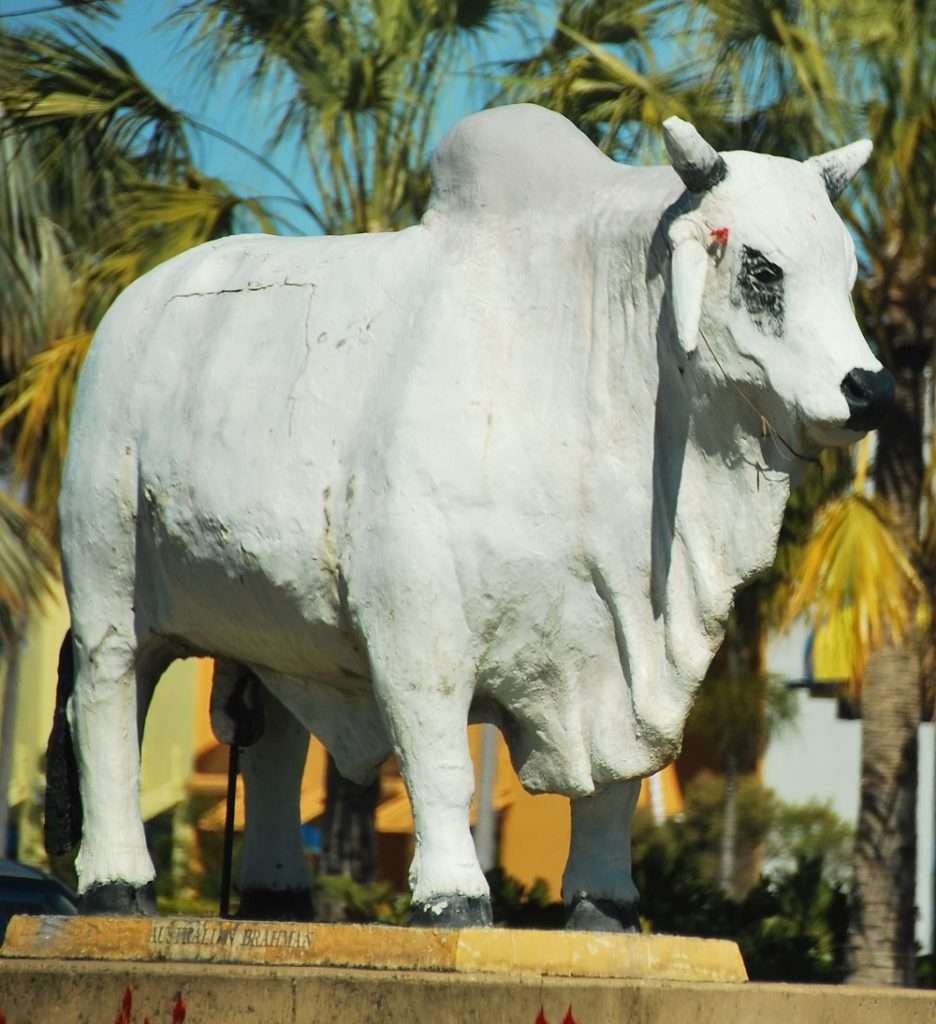 Cattle Country: Beef City Bovine Statues | The Travel Tart Blog