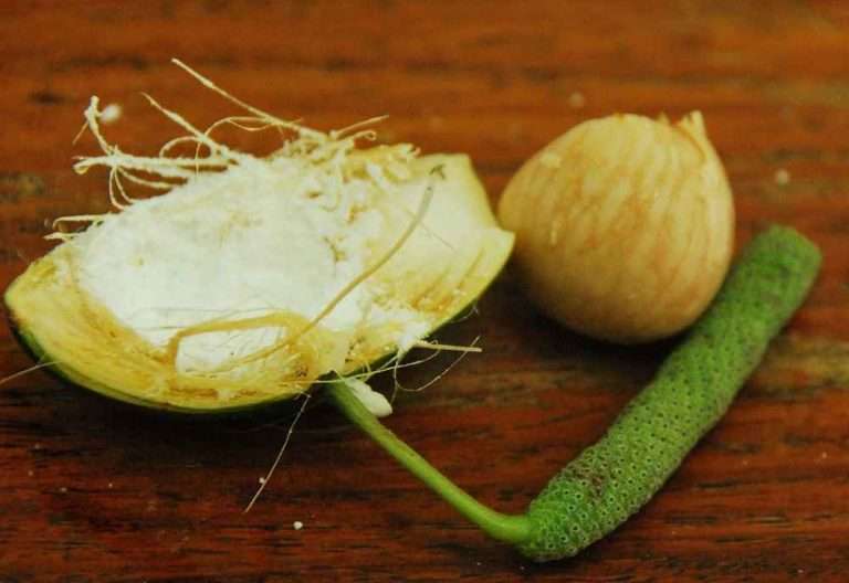 How To Eat Betel Nut - Areca in South Pacific | The Travel Tart Blog